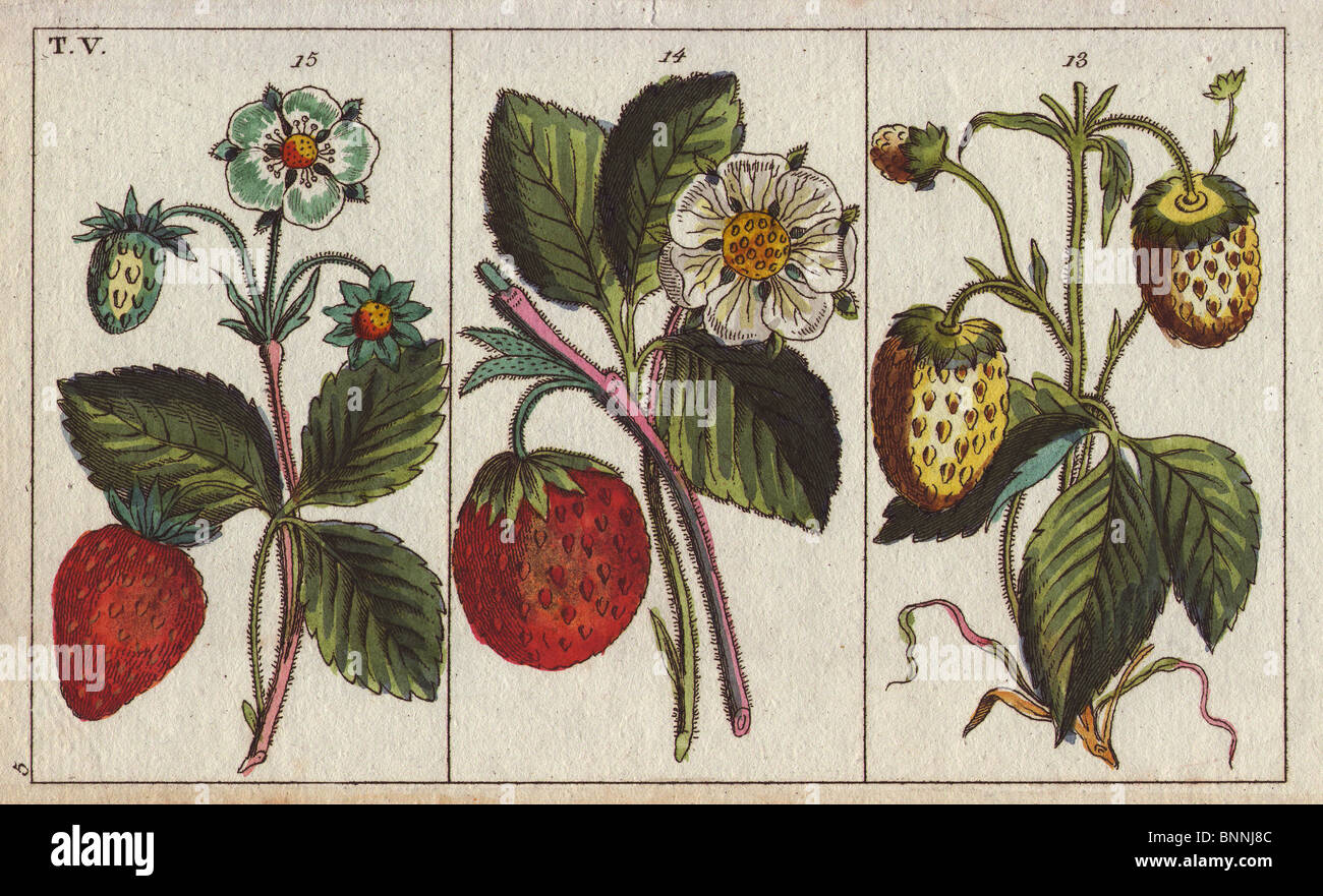 Strawberries fragaria sp hi-res stock photography and images - Alamy