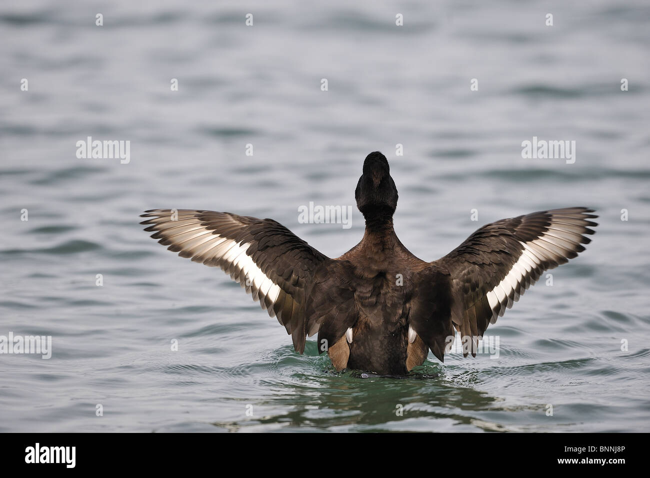 Male Tufted duck (Aythya fuligula) swimming on Lake Geneva in winter ...