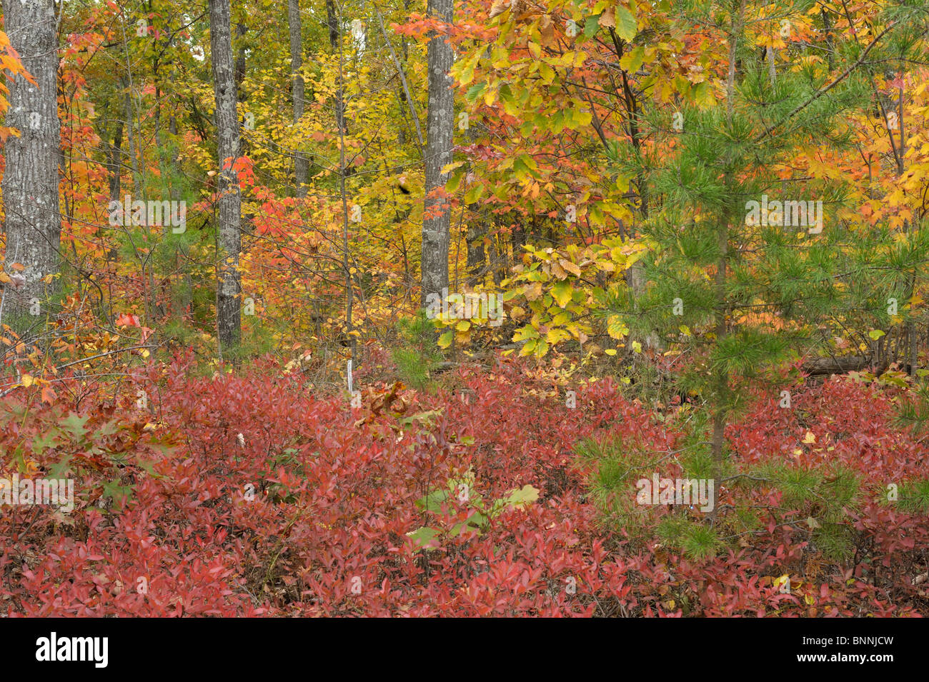 Forest Daniel Boone National Forest The Red River Gorge Geological Area ...
