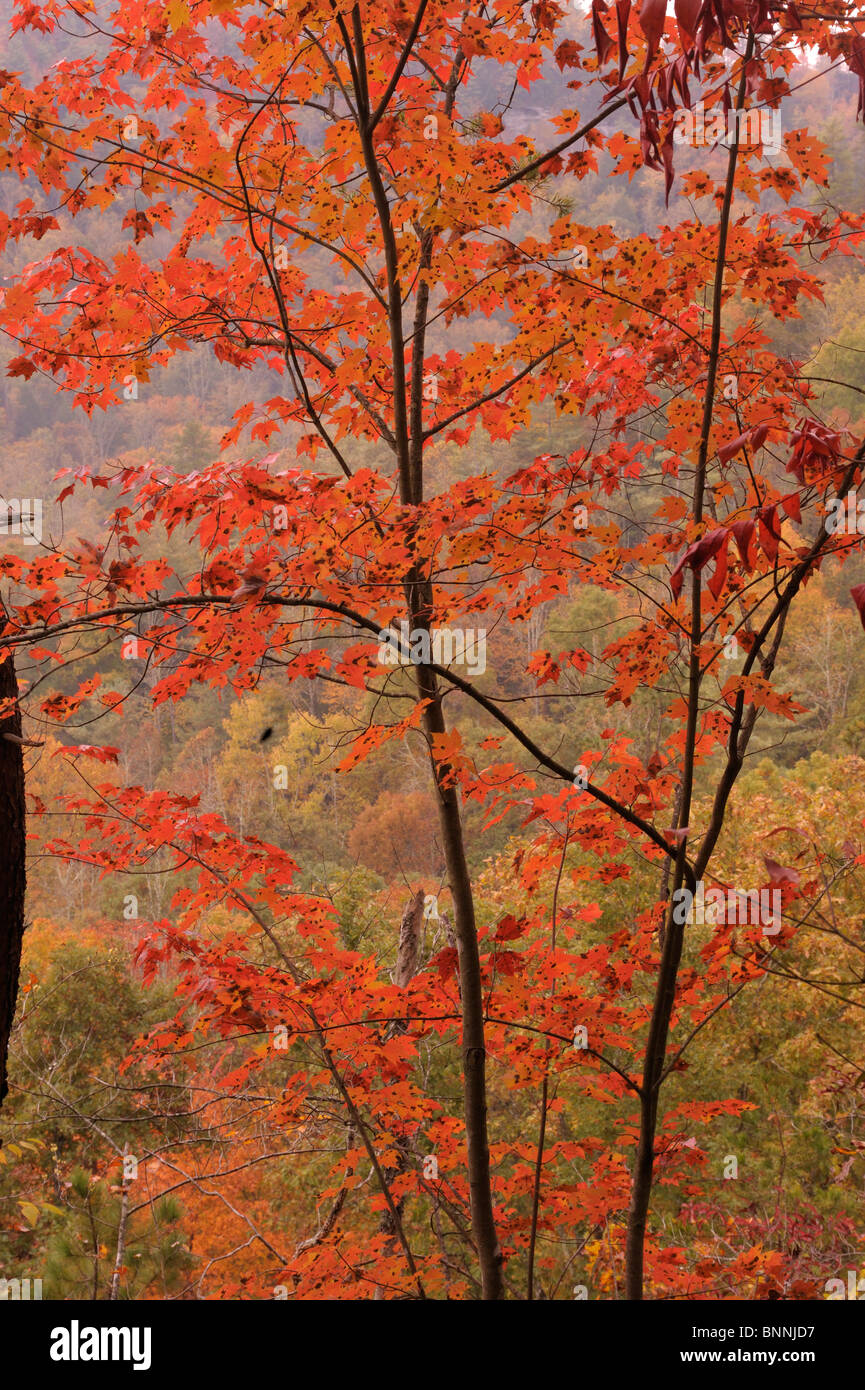 Forest Daniel Boone National Forest The Red River Gorge Geological Area ...