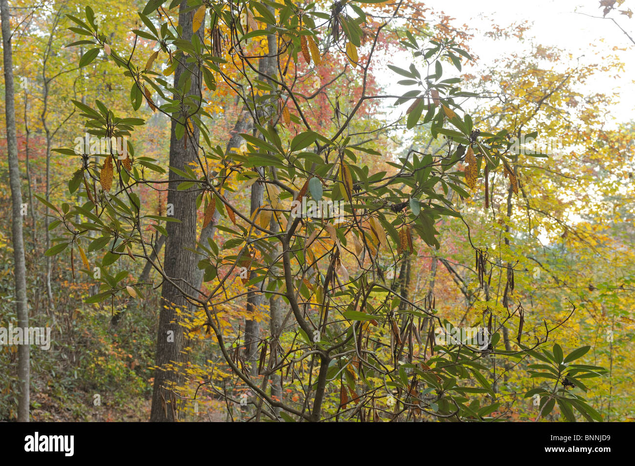 Forest Sky Bridge Daniel Boone National Forest The Red River Gorge ...