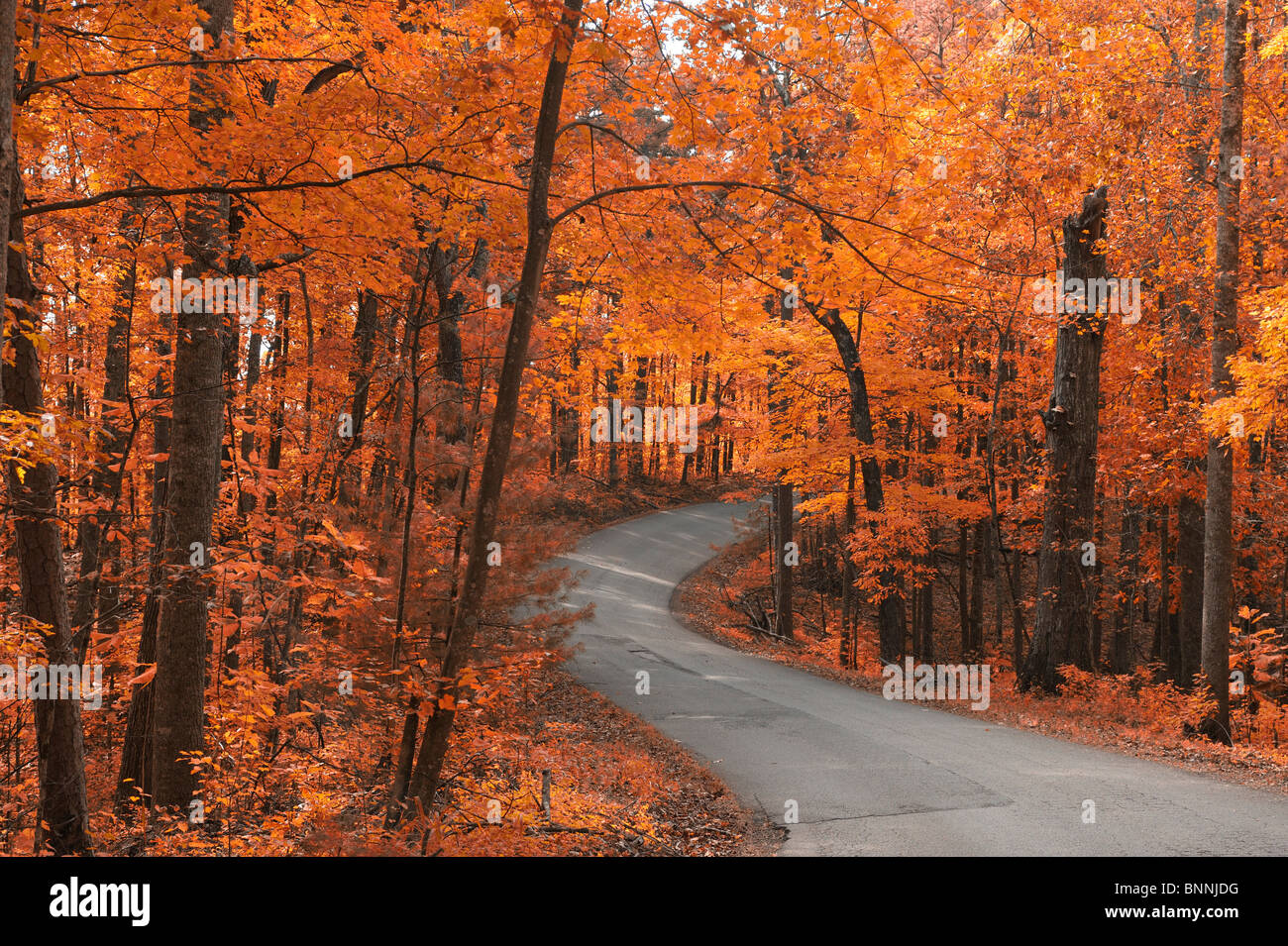 Gravel Road Highway 715 trees Forest Fall colours colors Daniel Boone ...