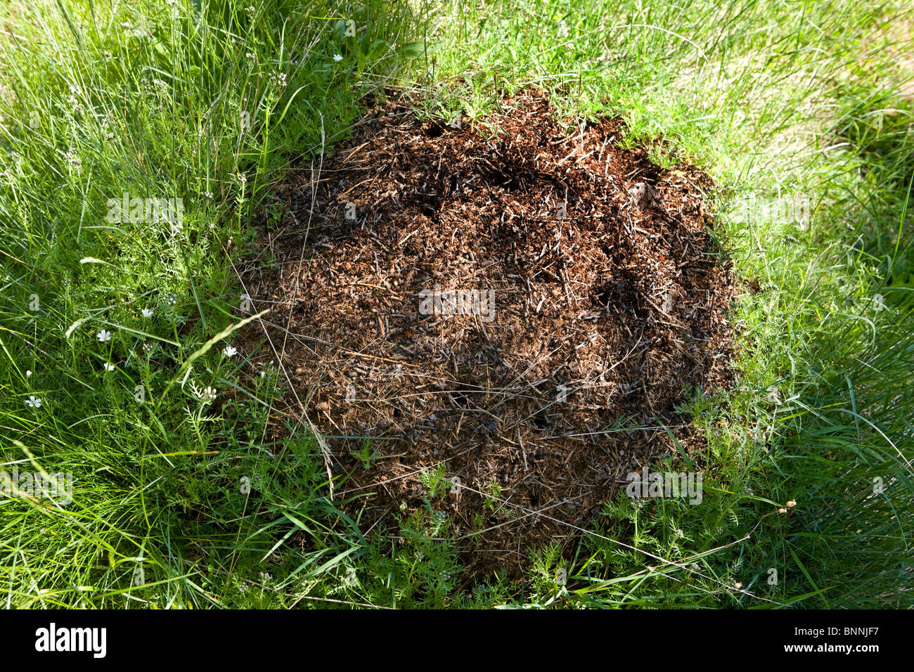 Switzerland swiss nature ant-hill canton Valais animals beasts ants ...