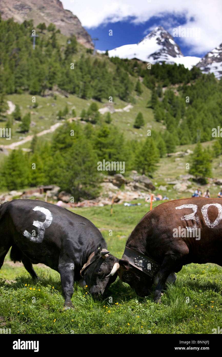 Switzerland swiss fight battle cows cow's fight Saas Grund Triftalp cow ...