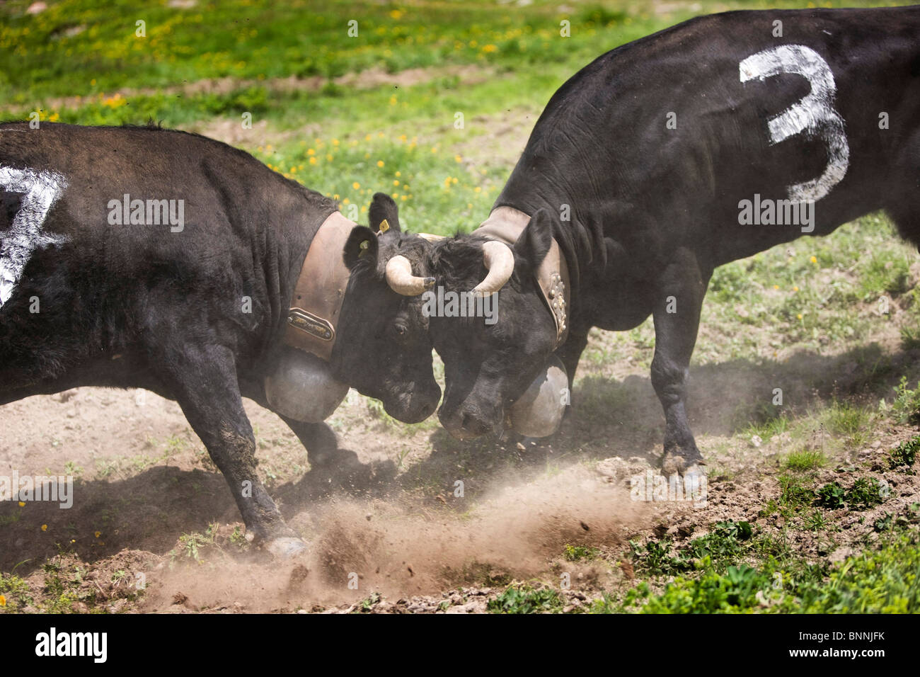 Switzerland swiss fight battle cows cow's fight Saas Grund Triftalp cow ...