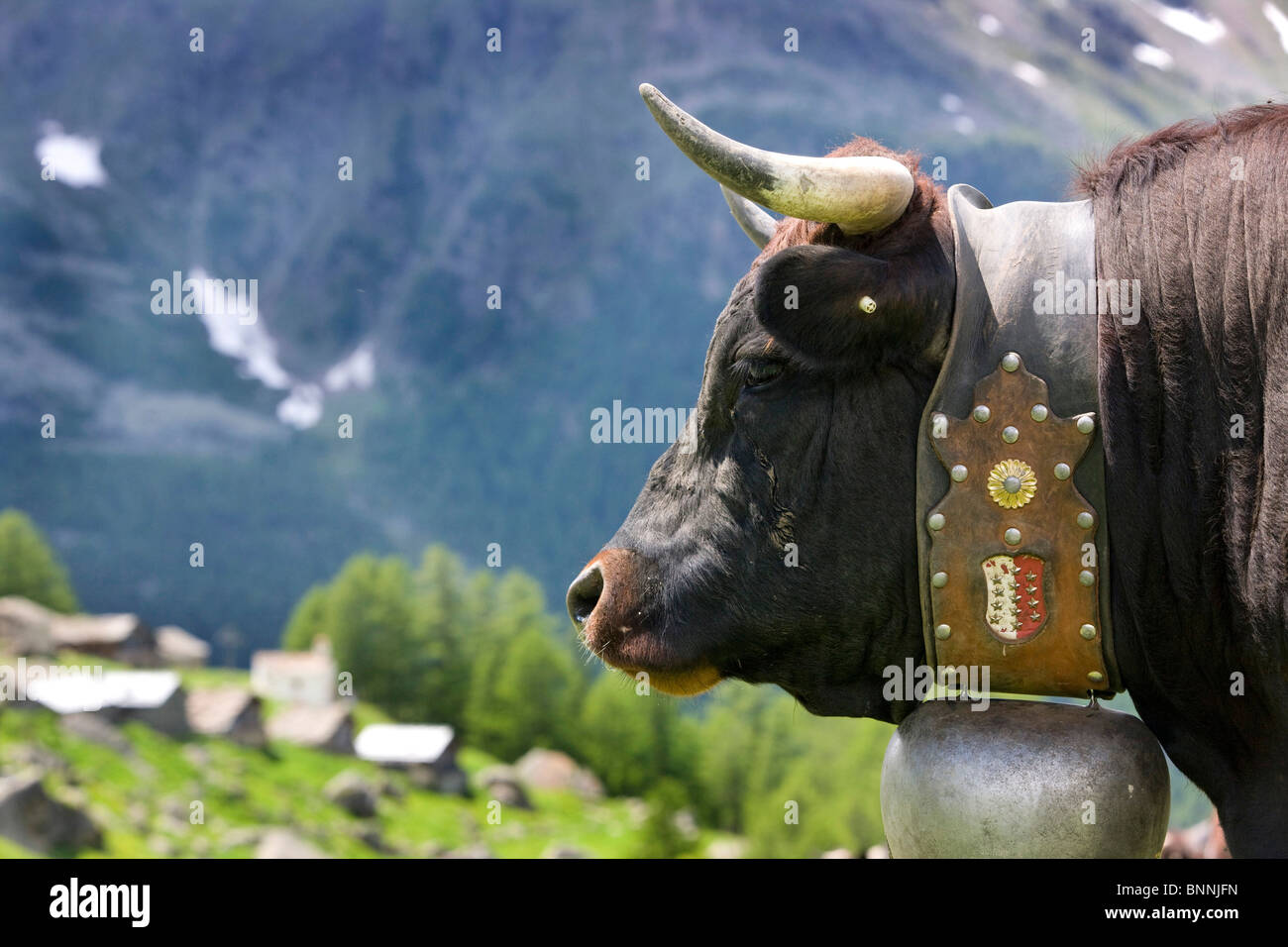 Switzerland swiss cow portrait cow's fight Saas Grund Triftalp alp ...