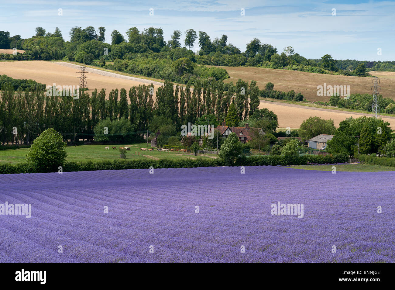 Lavender field rows of bloom in Kent just ready for picking the flowers ...