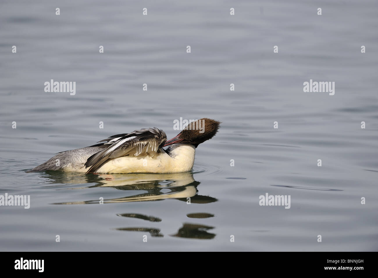 Female Goosander (Mergus merganser) preening on the water of Lake ...