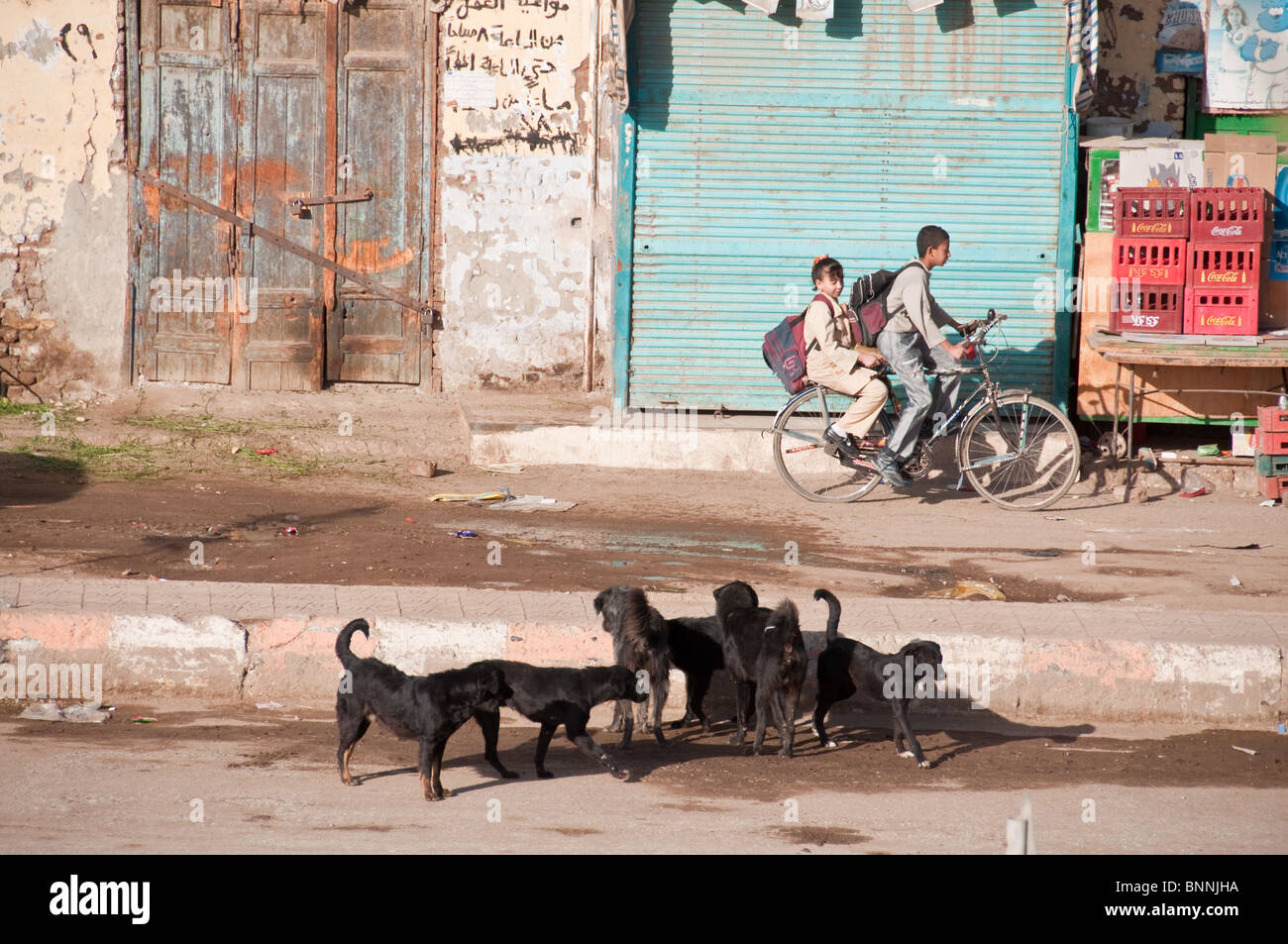Street Dogs High Resolution Stock Photography and Images - Alamy