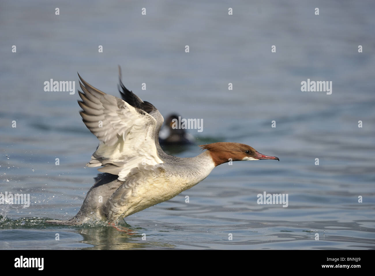 Female Goosander (Mergus merganser) landing on the water of Lake Geneva ...