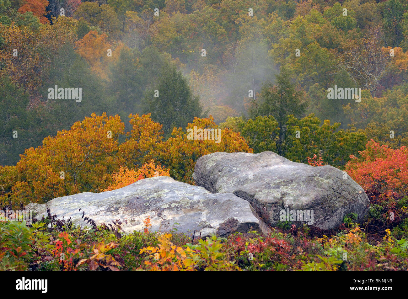 Forest Natural Arch Fall colours colors Daniel Boone National Forest ...