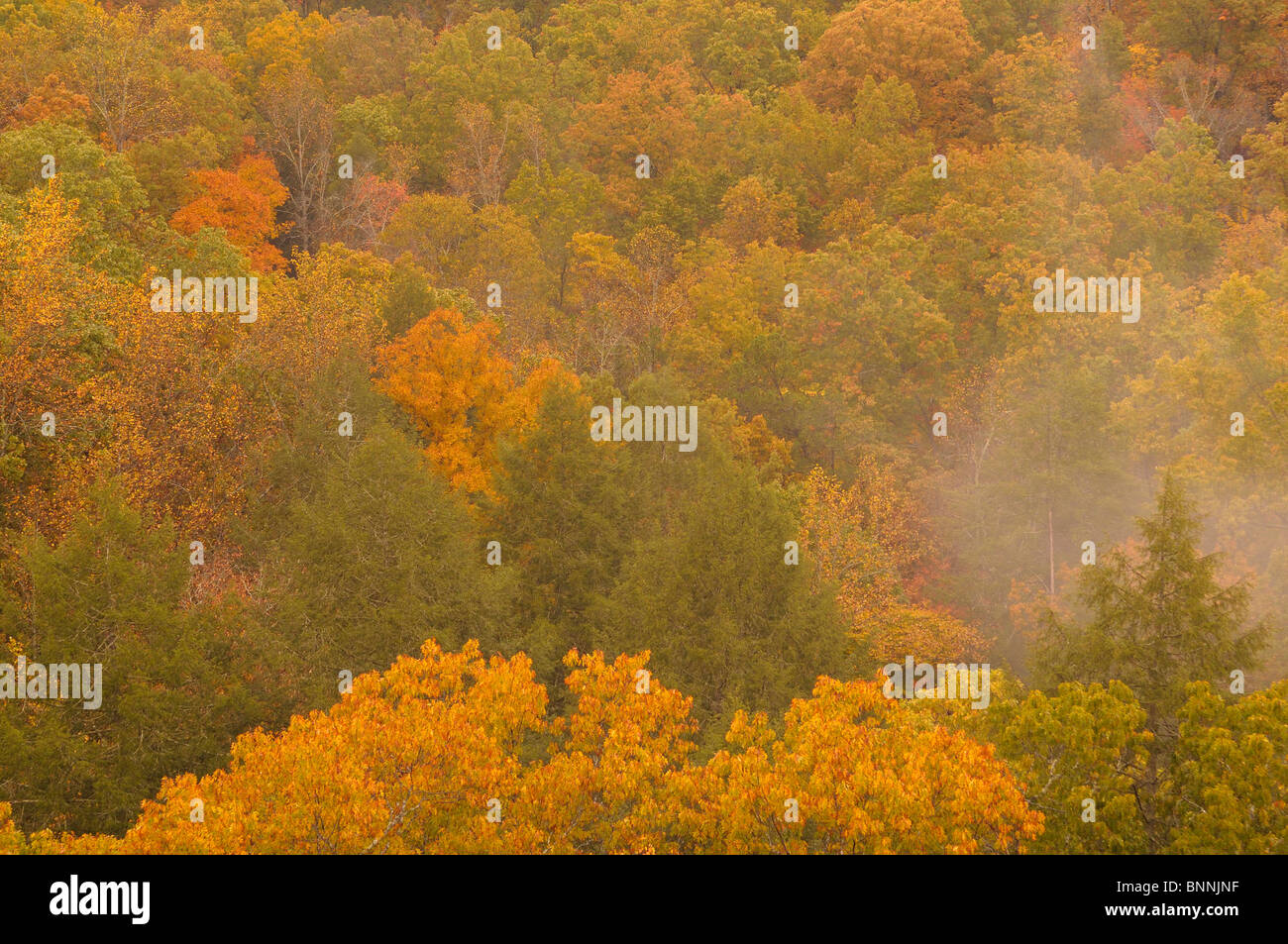 Forest Natural Arch Fall colours colors Daniel Boone National Forest ...
