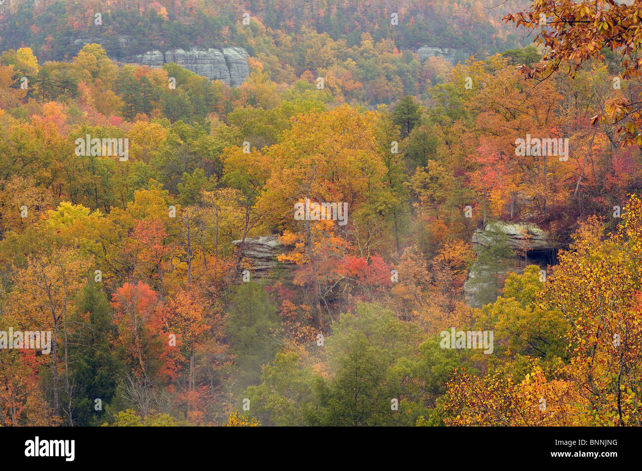 Forest Natural Arch Fall colours colors Daniel Boone National Forest ...