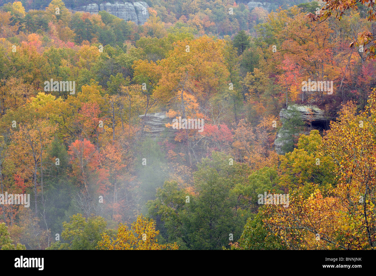 Forest Natural Arch Fall colours colors Daniel Boone National Forest ...
