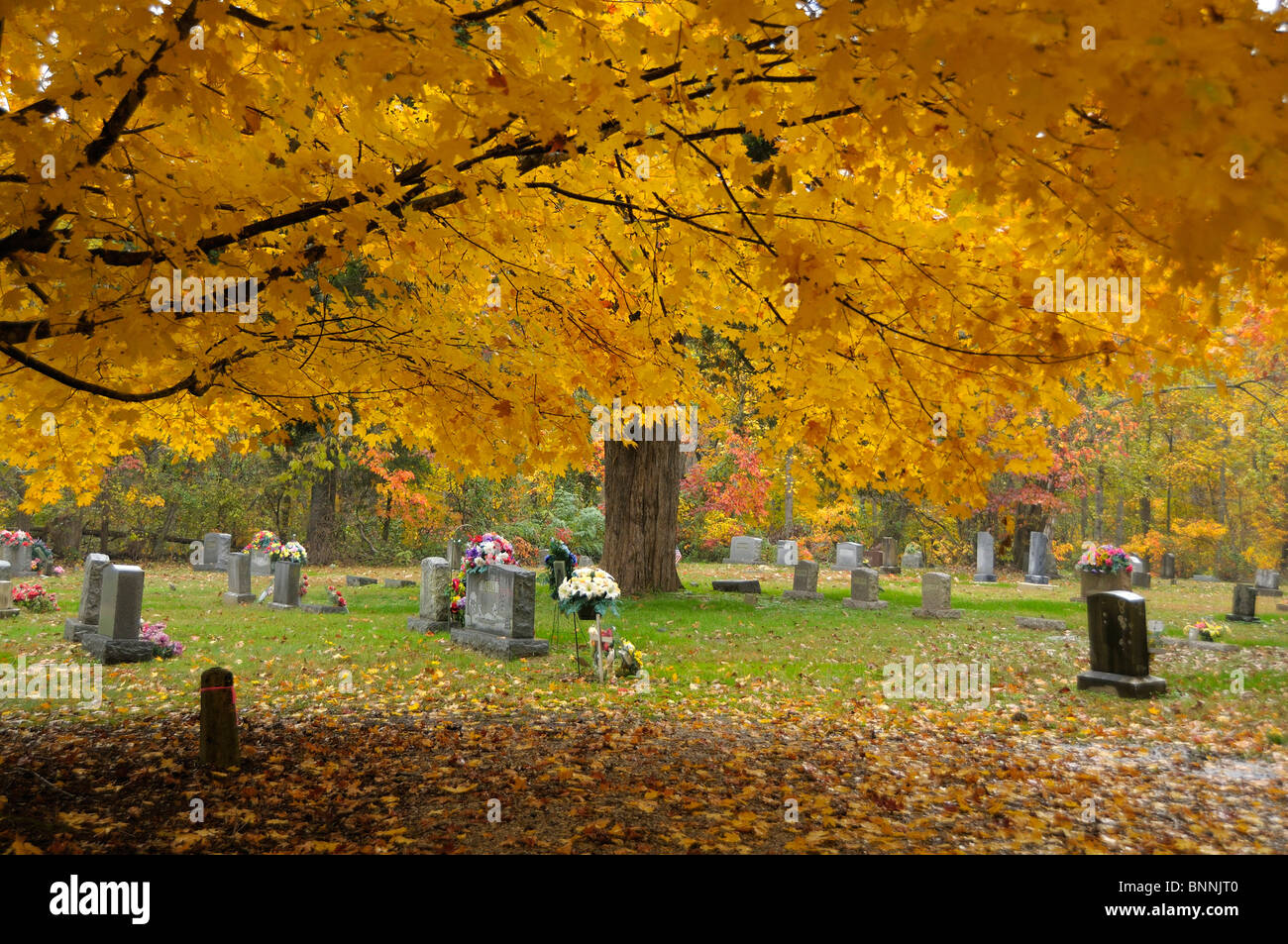 Cemetery Fall colours colors Forest Mammoth Cave National Park Kentucky ...