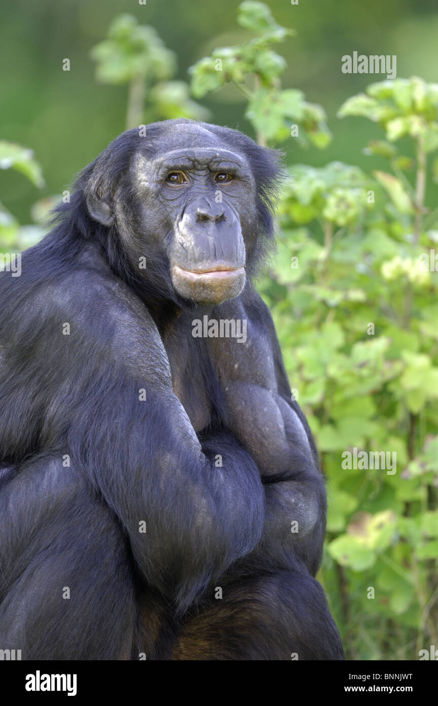 Portrait of a male Bonobo (Pan paniscus) sitting Stock Photo - Alamy