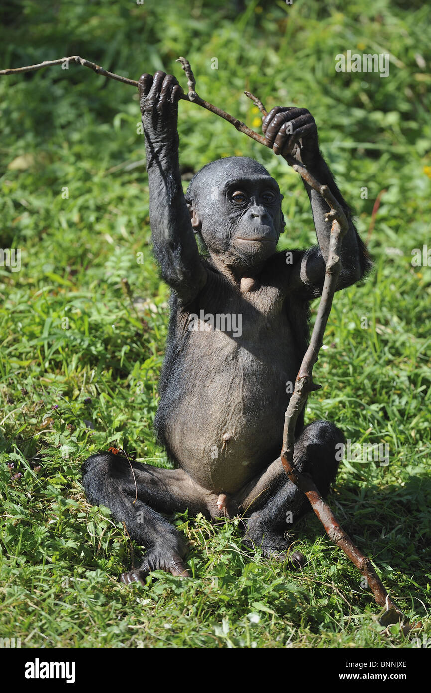 Young male Bonobo (Pan paniscus) playing with a branch Stock Photo - Alamy