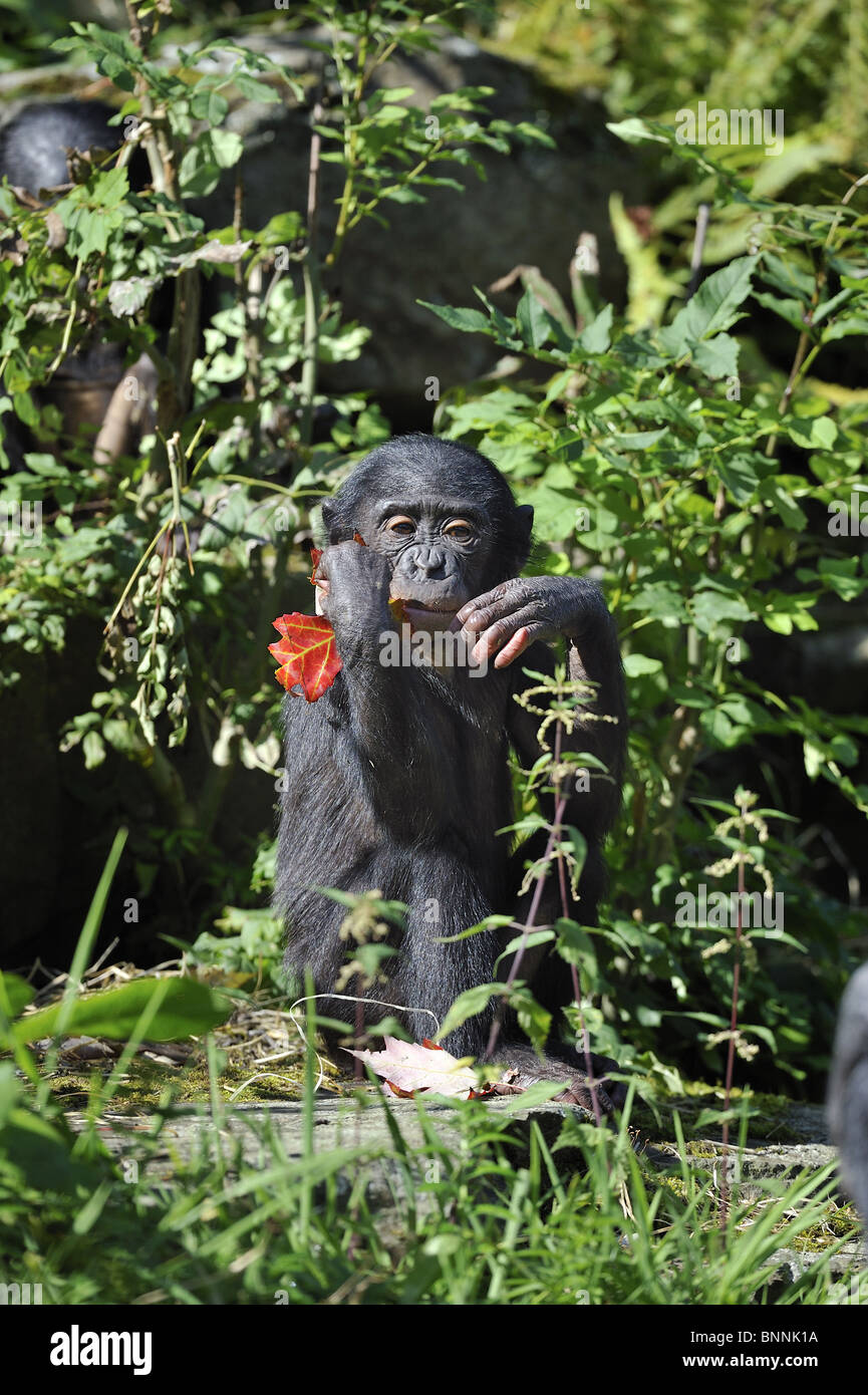 Young Bonobo chewing a leaf (Pan paniscus Stock Photo - Alamy