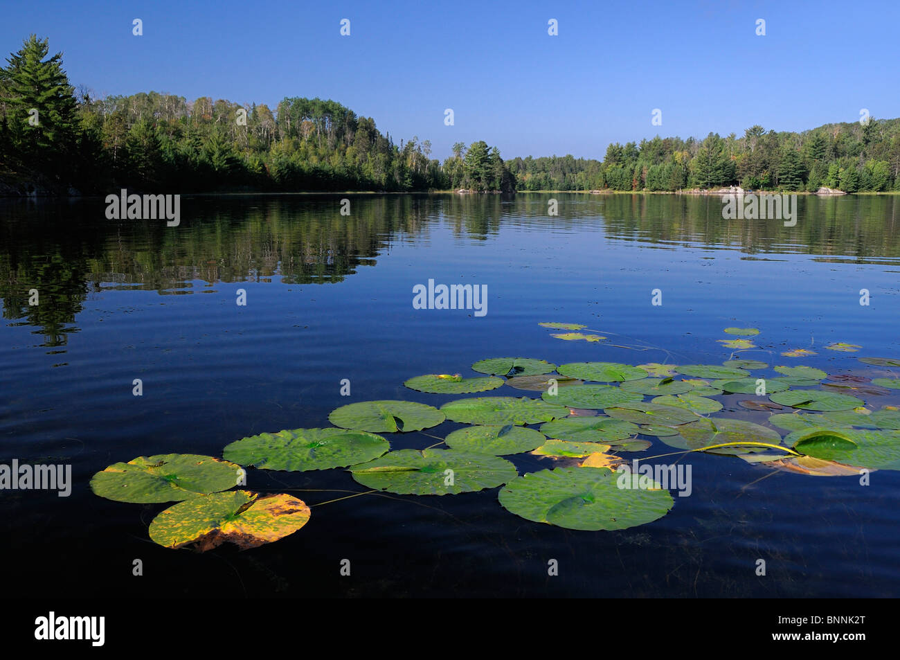 Lakes Ash River Area Voyageur National Park Minnesota USA America ...