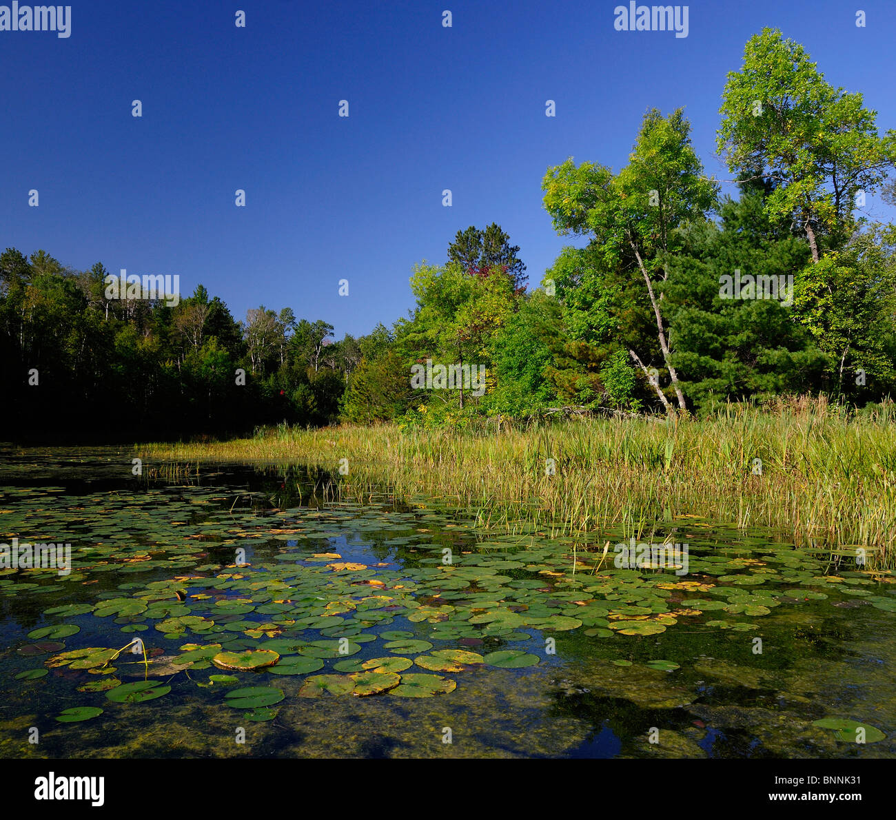 Lakes Ash River Area Voyageur National Park Minnesota USA America ...
