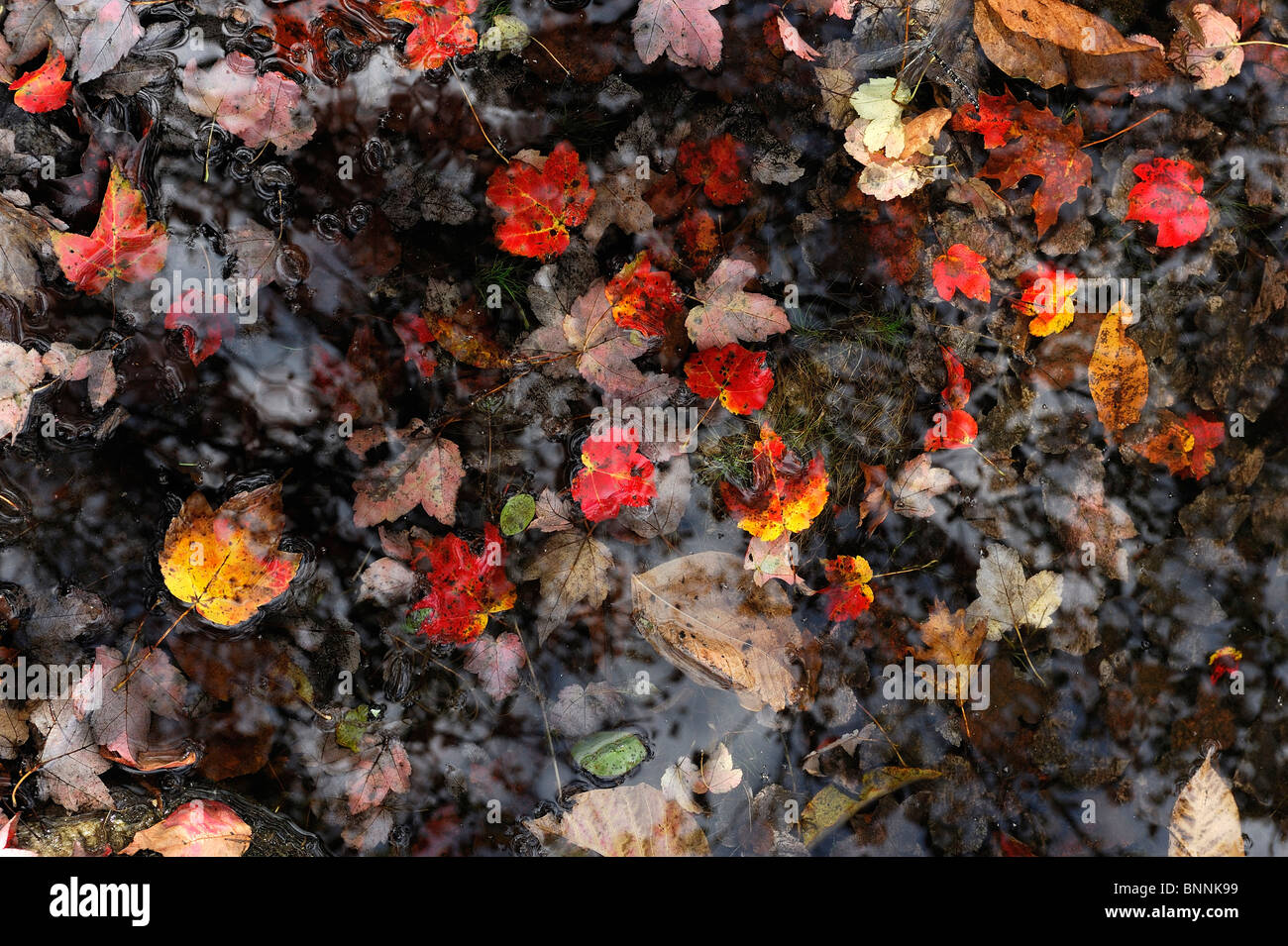 Marsh Fall colours colors leaves High Point State Park New Jersey USA ...