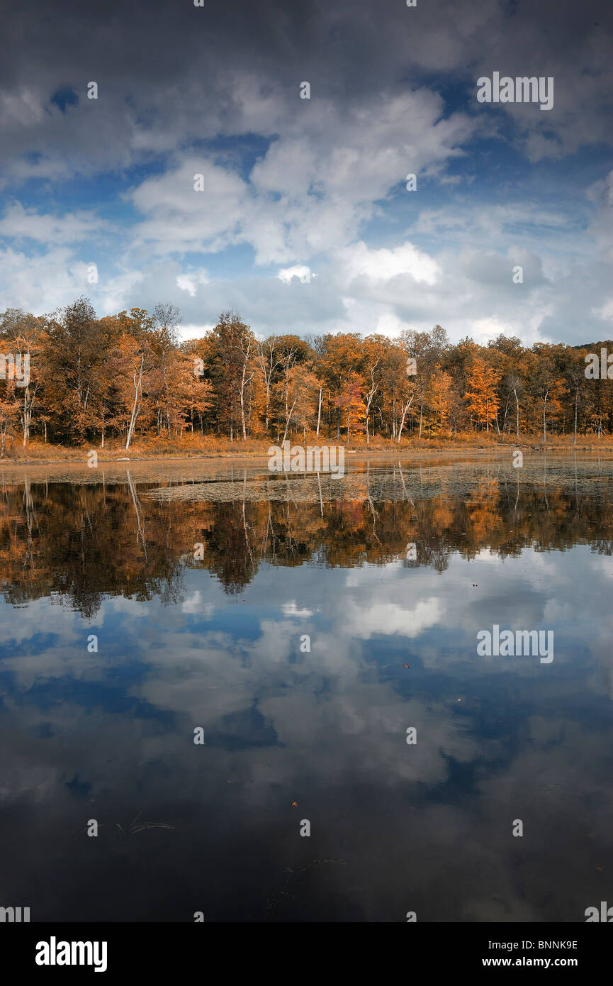 Marsh fall colours colors Forest High Point State Park New Jersey USA ...