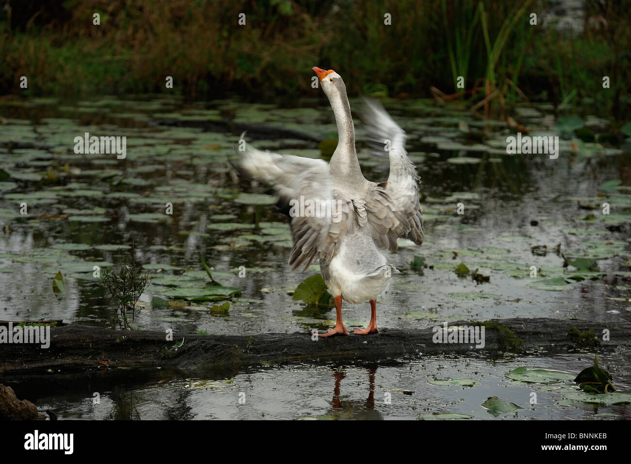 Beaver goose hi-res stock photography and images - Alamy