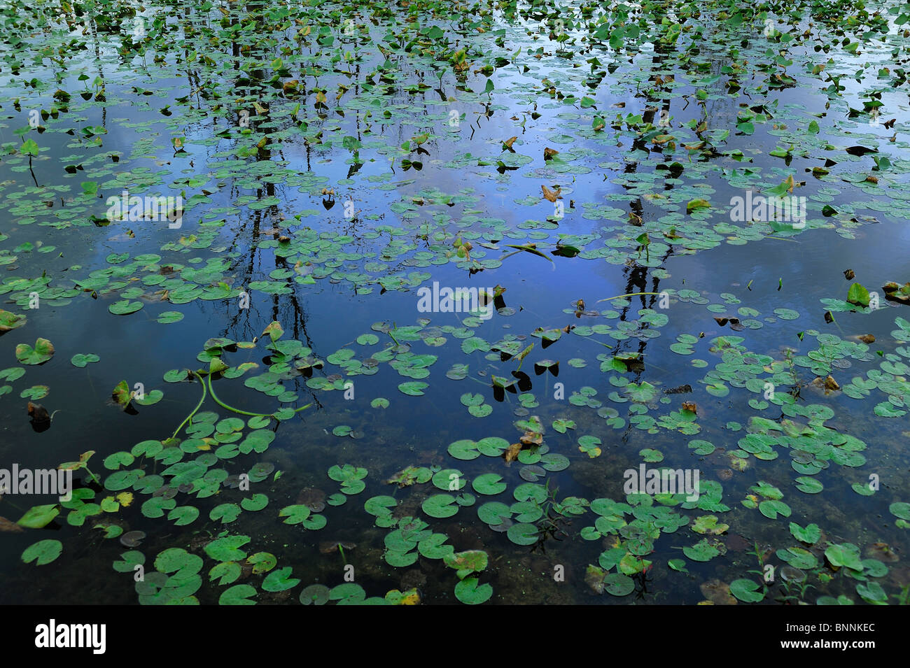 Beaver Marsh Cuyahoga Valley National Park Ohio USA America United ...