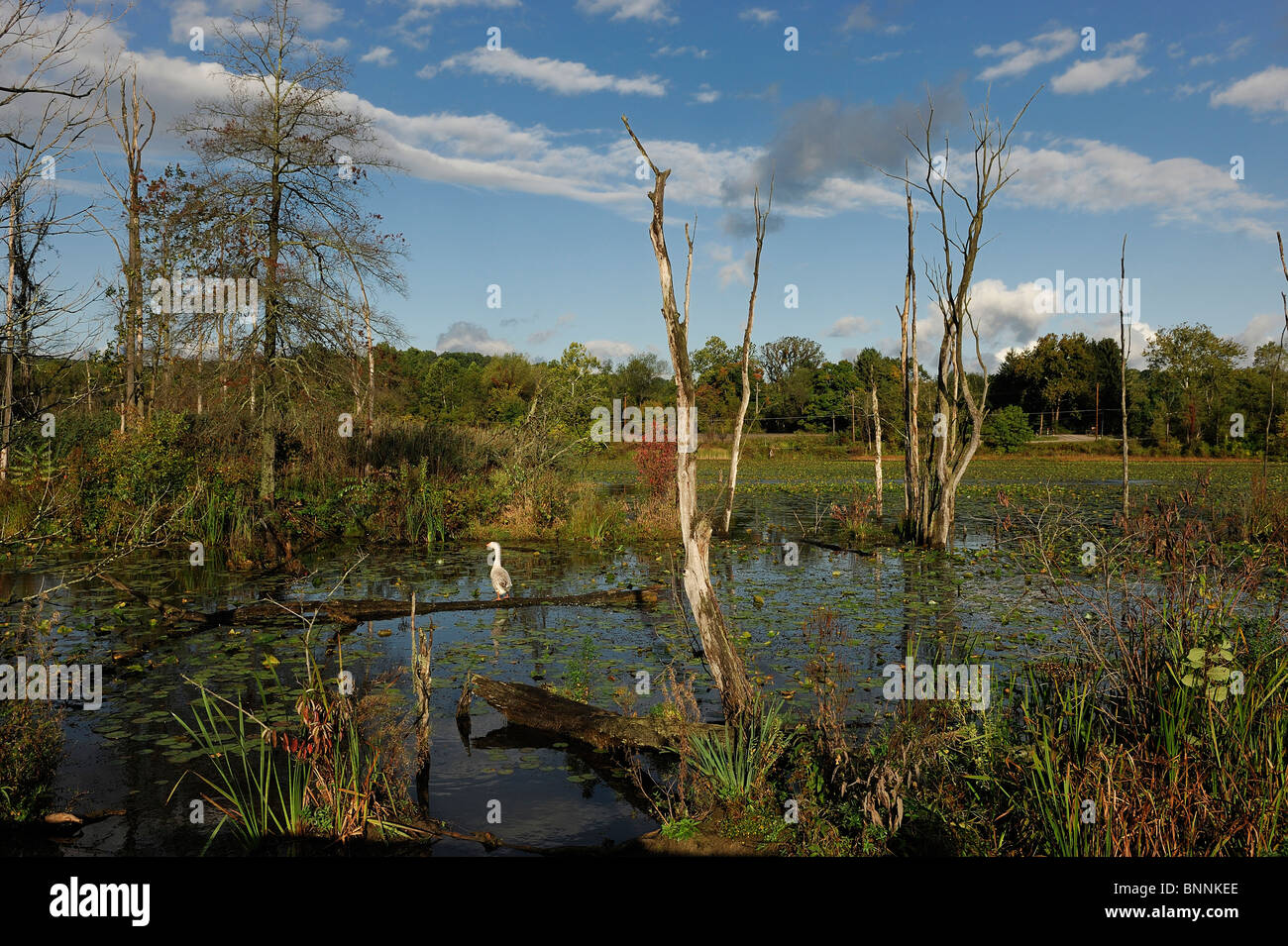 Goose Beaver Marsh Cuyahoga Valley National Park Ohio USA America ...
