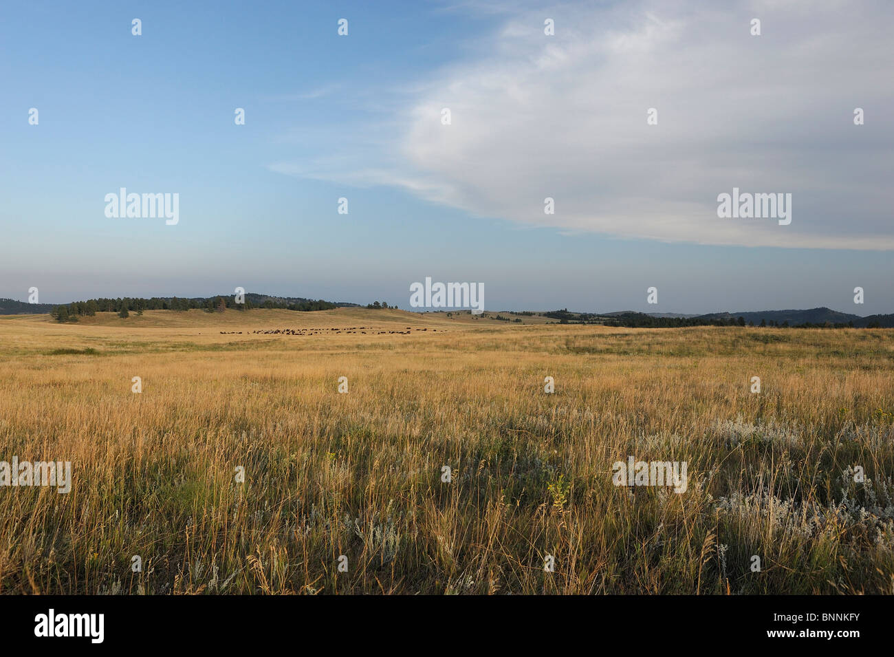field Custer State Park Black Hills Hermosa South Dakota USA America ...