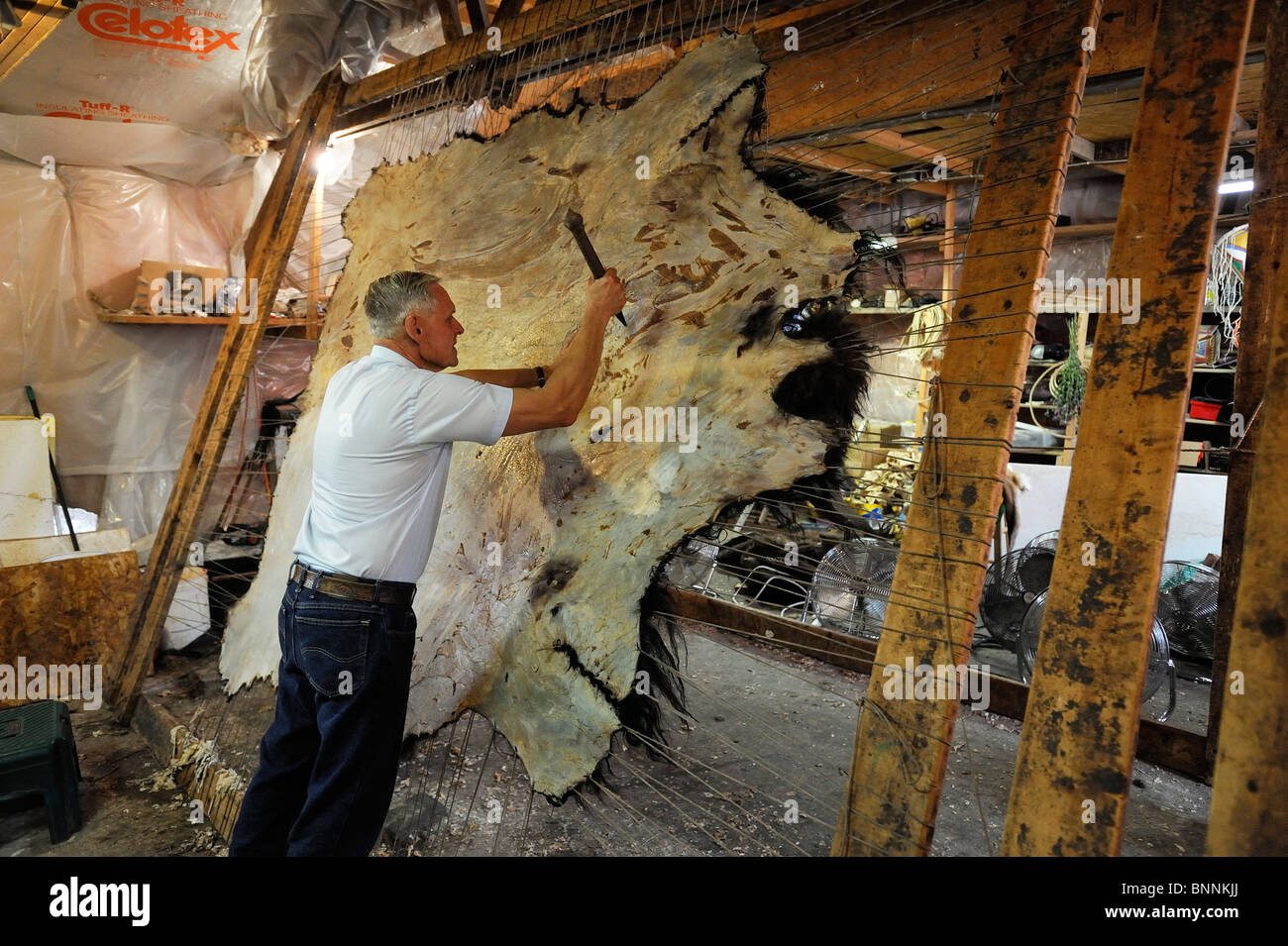 Larry Belitz Indian craftsman fleshing buffalo robe Hot Springs South ...