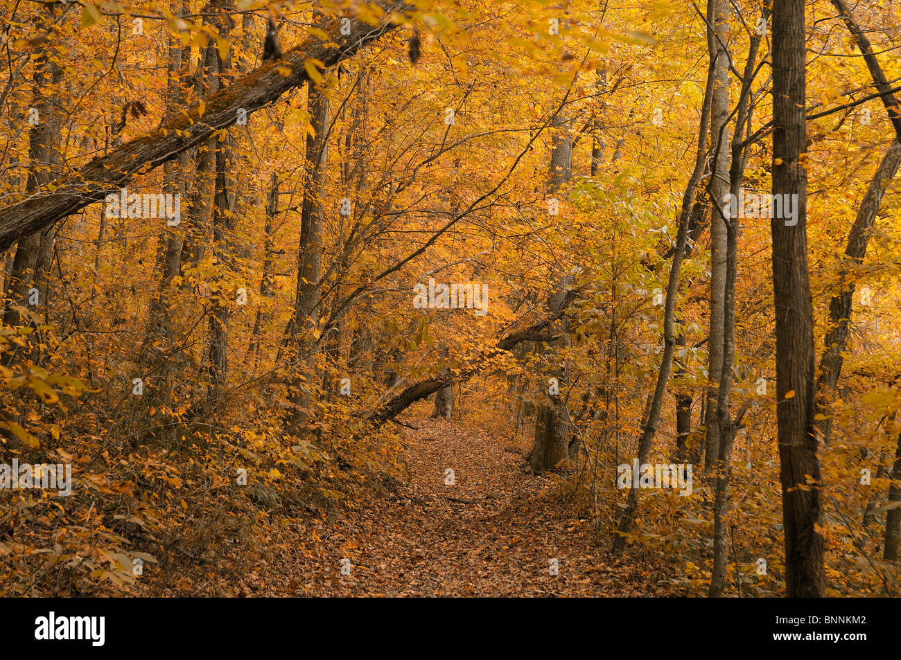 Trail Angel Falls Forest Fall colours colors Big South Fork National ...