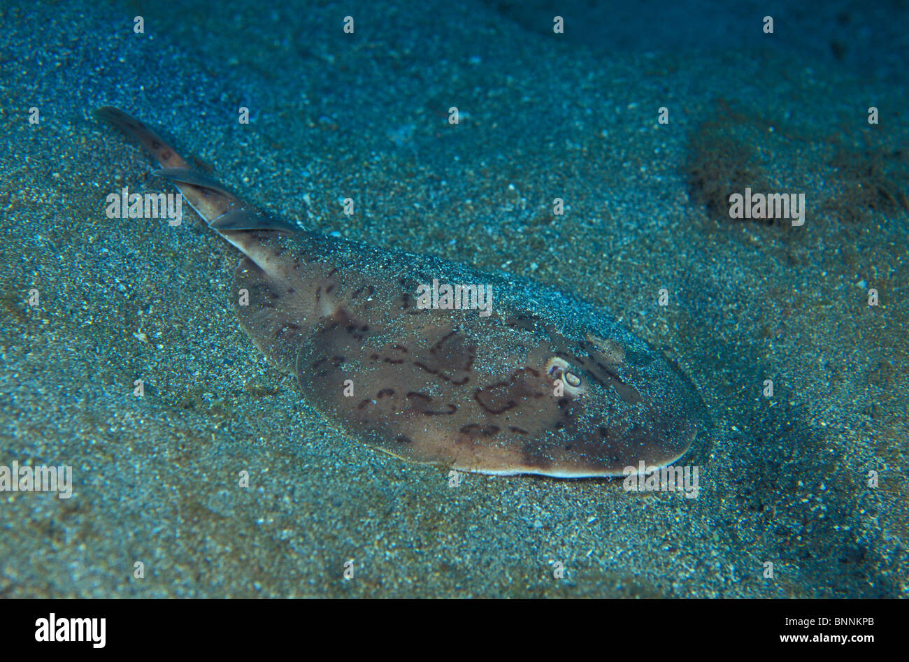 Electric rays, Narcine brasiliensis, Lesser electric ray, Full Stock ...