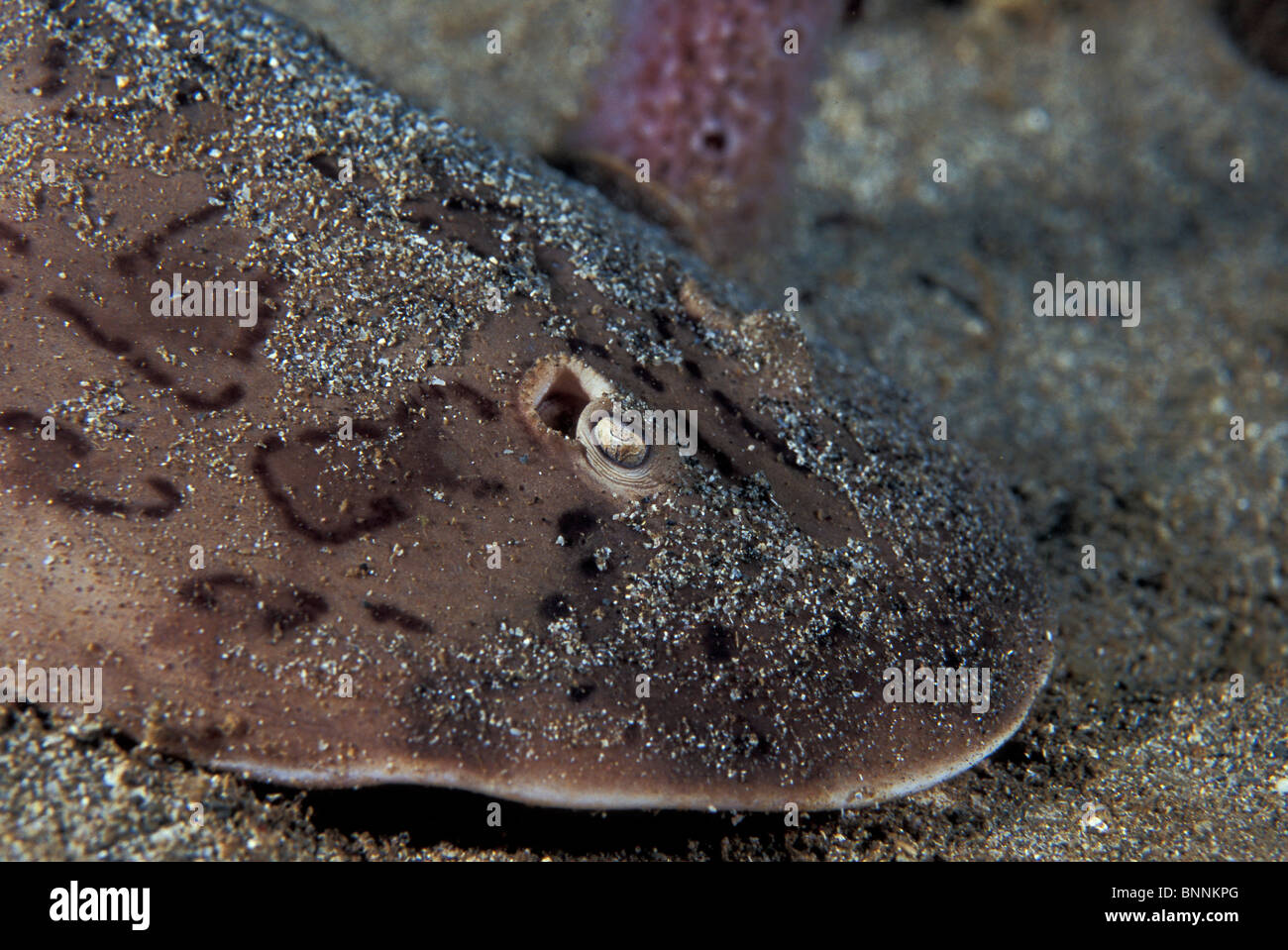 Electric rays, Narcine brasiliensis, Lesser electric ray, upper Stock ...