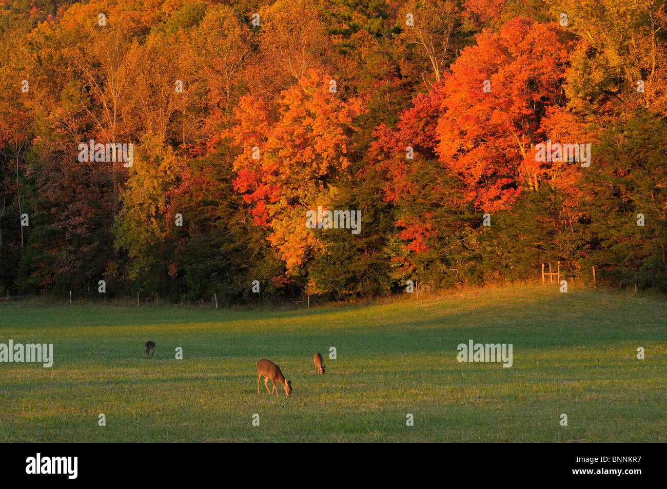 Deer Cades Cove Fall colours colors Great Smoky Mountains National Park ...