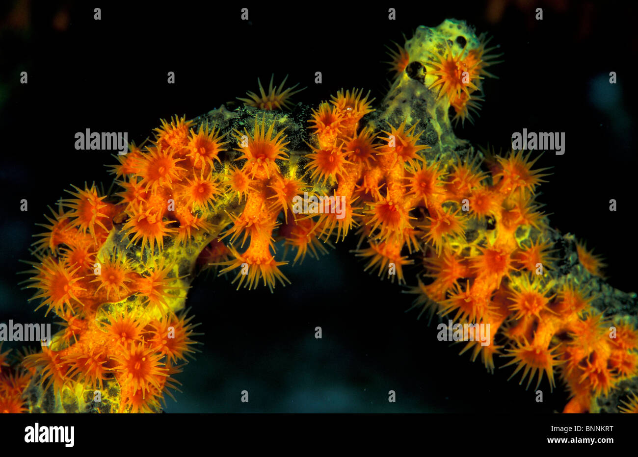 Anemone, Parazoanthus swiftii, Golden zoanthid, Colony of Golden Stock ...