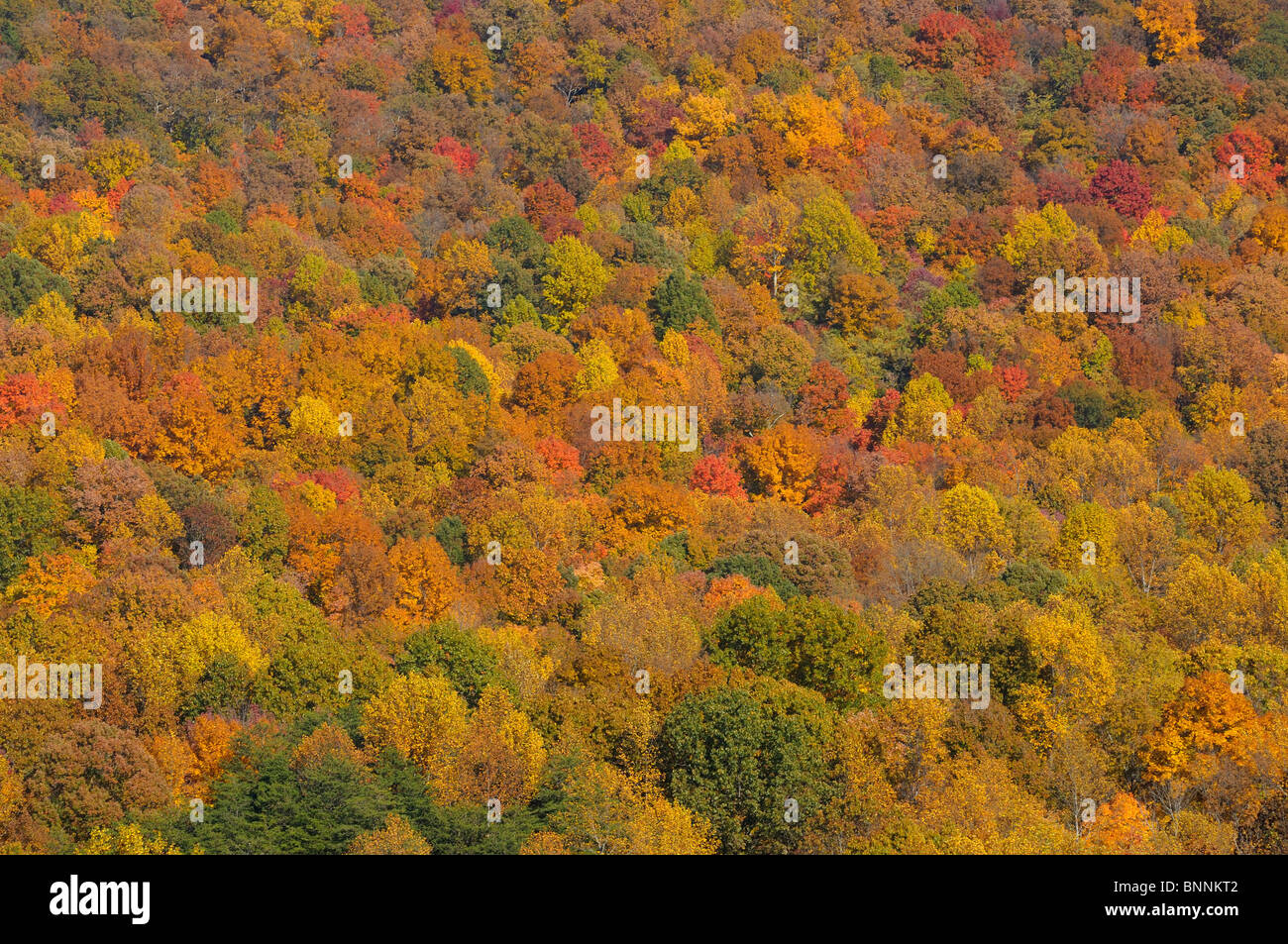 Forest Fall colours colors Livingston Tennessee USA America United ...