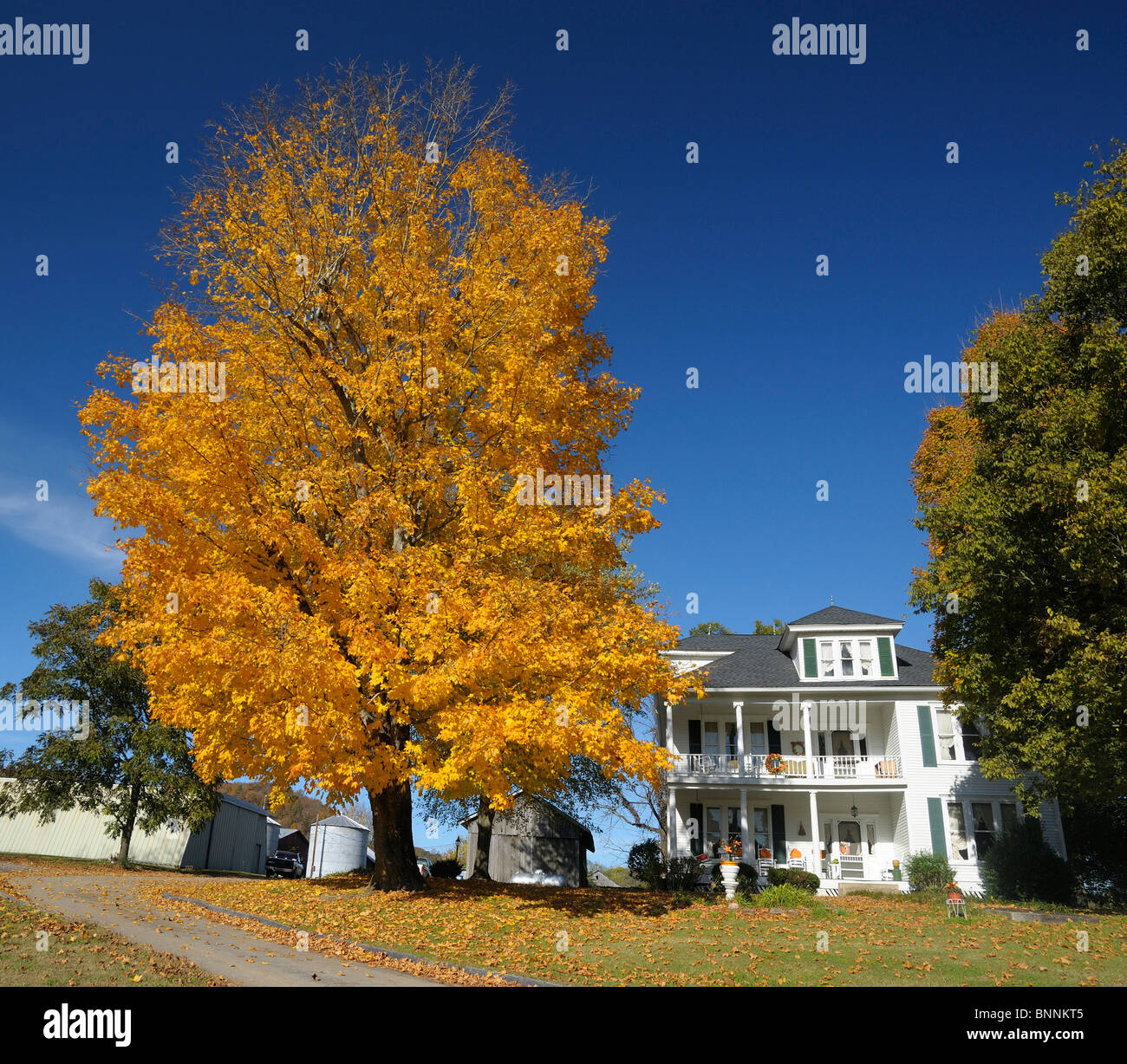 Colorful fall colours colors tree house white Farmhouse Celina ...