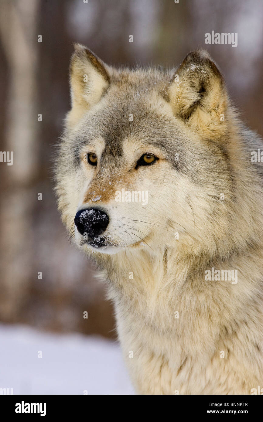 Grey Wolf, Canis lupus, Minnesota United States, portrait Stock Photo ...