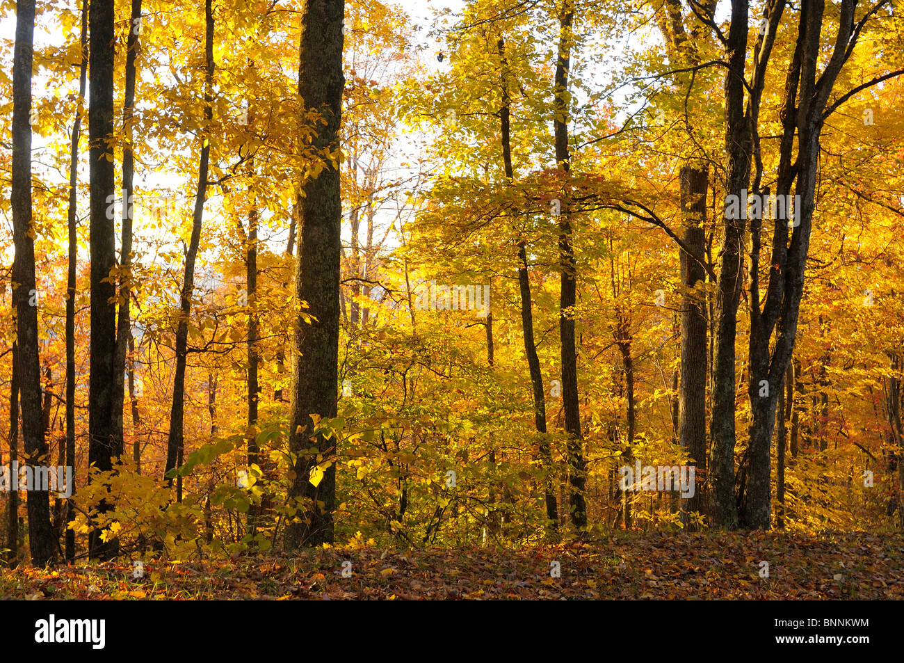 Forest Fall colours colors Cumberland Gap trees yellow National ...