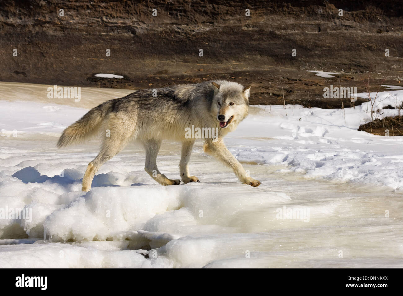 Grey Wolf Canis lupus Minnesota United States in Stock Photo - Alamy