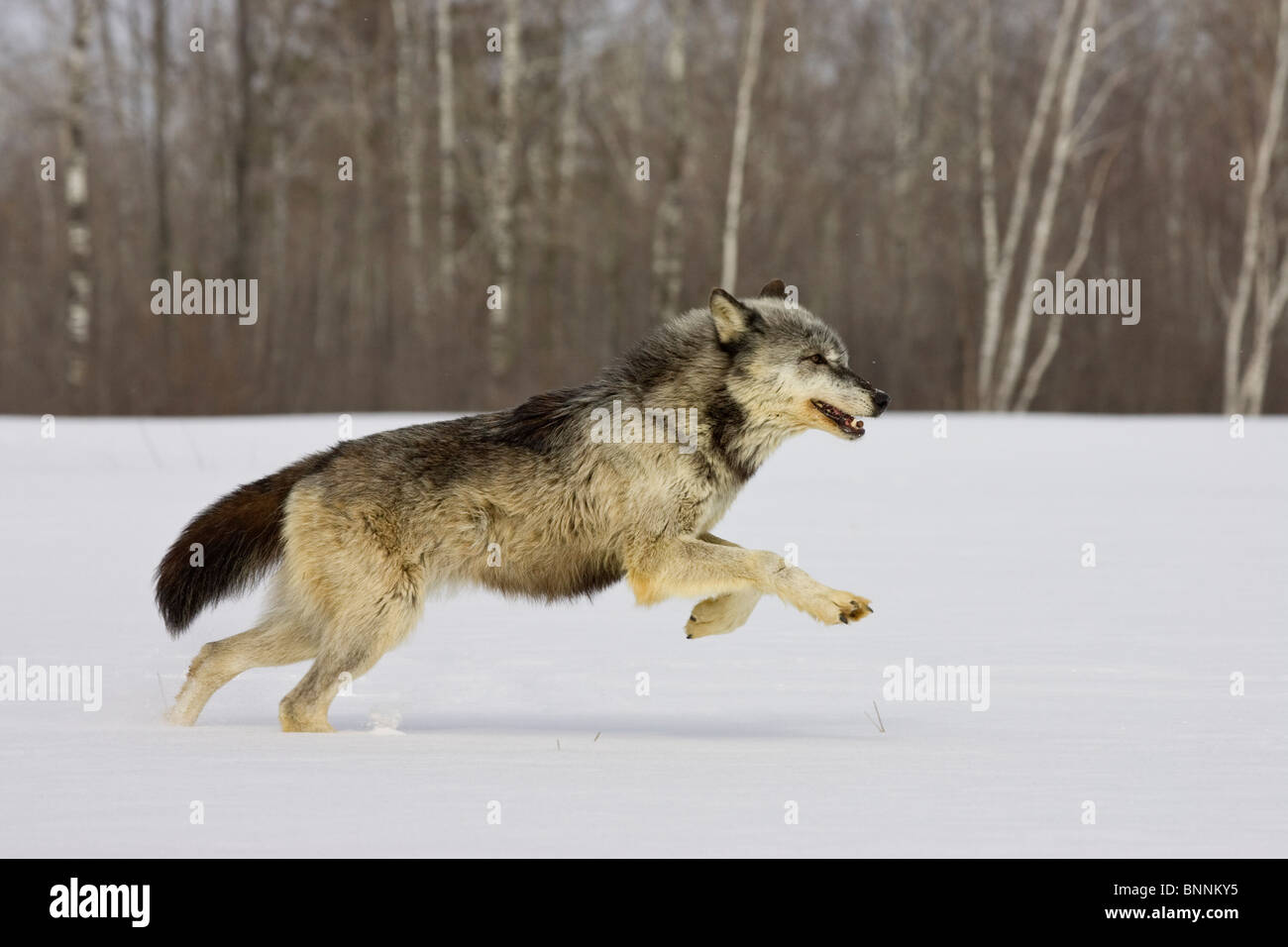 Grey Wolf Canis lupus Minnesota United States running Stock Photo - Alamy