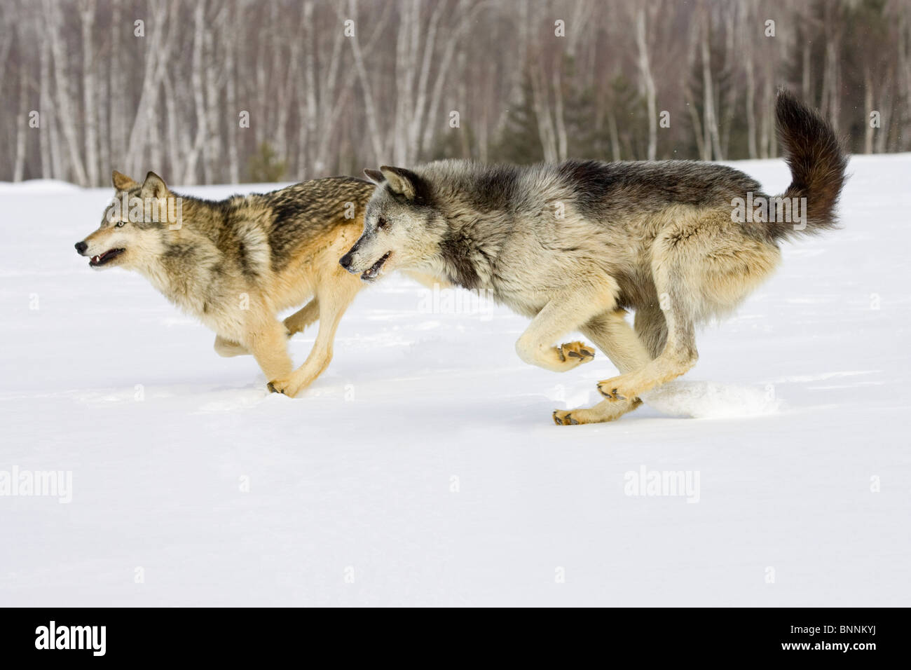 Grey wolf hi-res stock photography and images - Alamy