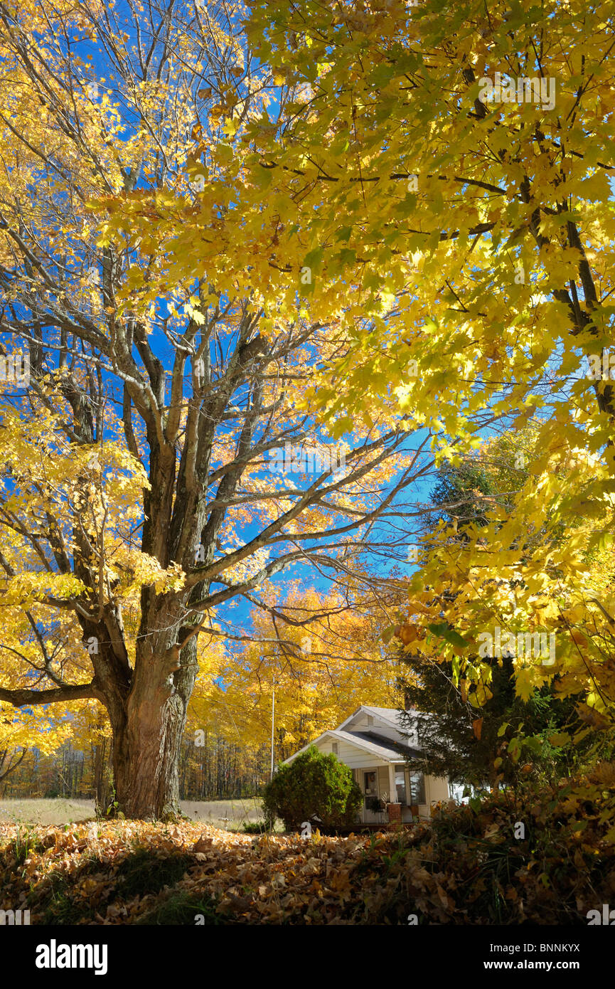 Trees Fall colours colors Rainelle West Virginia USA America United ...