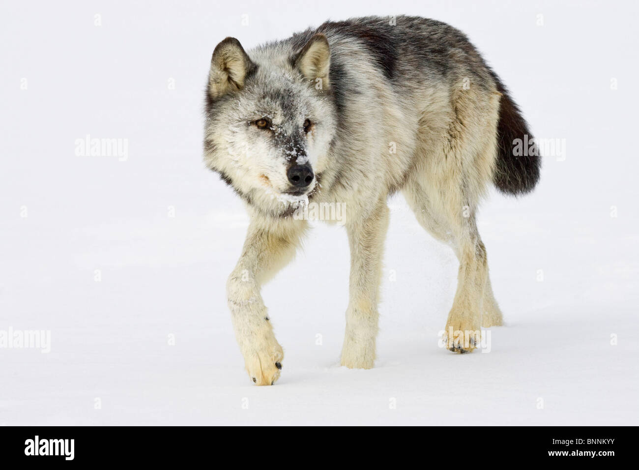 Grey Wolf Canis lupus Minnesota United States in Stock Photo - Alamy