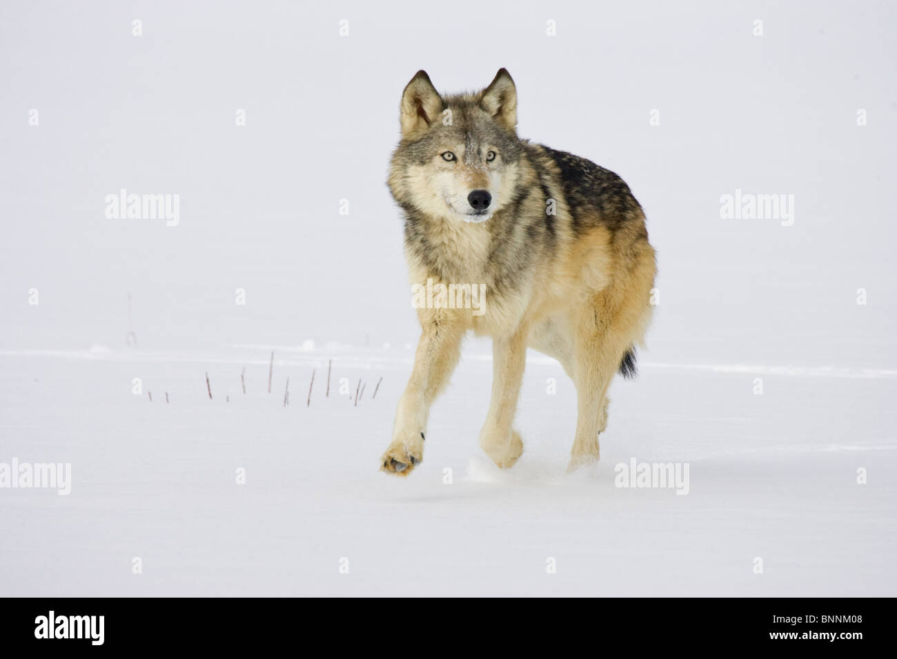 Grey Wolf Canis lupus Minnesota United States in Stock Photo - Alamy