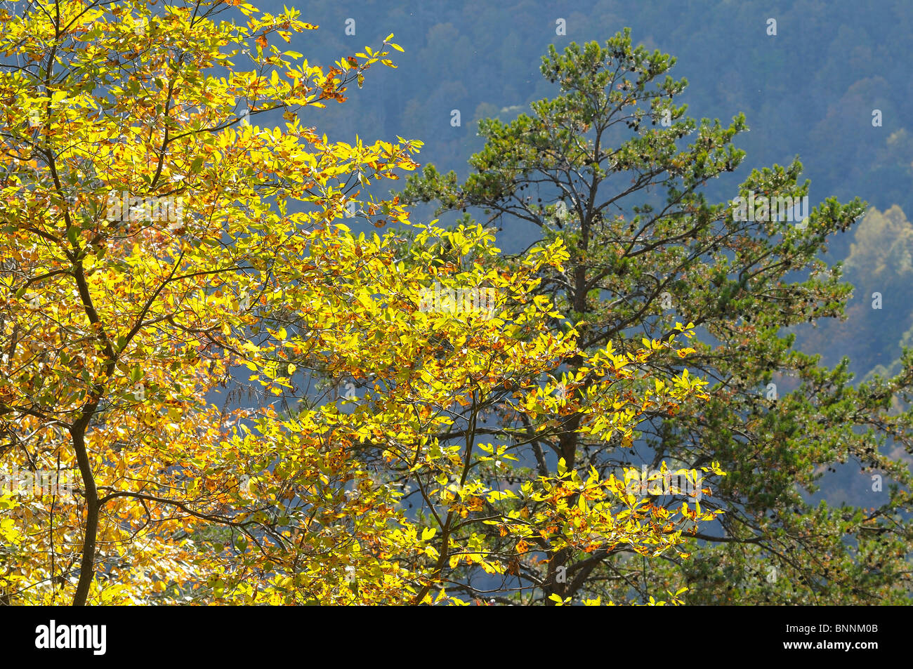 trees autumn Fayetteville Fall colours colors West Virginia USA Stock ...
