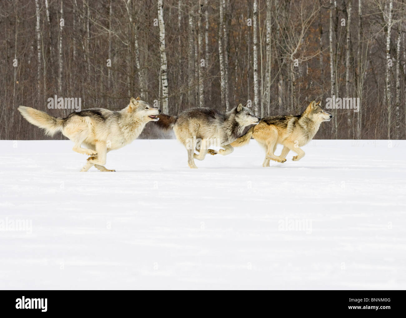 Grey Wolf Canis lupus Minnesota United States running Stock Photo - Alamy
