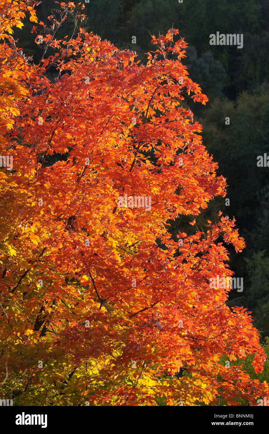 trees autumn Fayetteville Fall colours colors West Virginia USA Stock ...