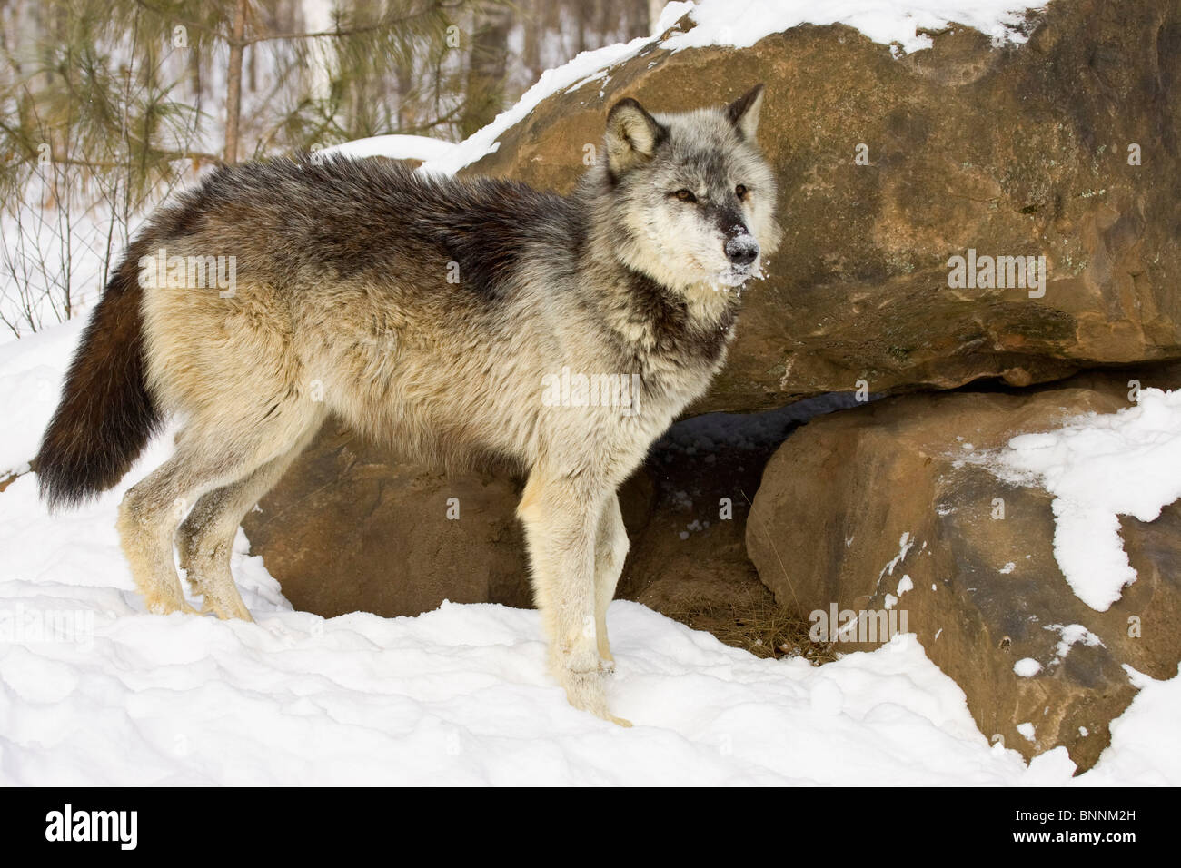 Grey Wolf Canis lupus Minnesota United States in Stock Photo - Alamy